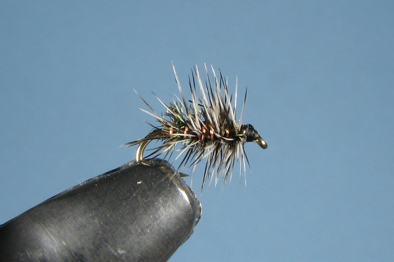 Griffith's Gnat
